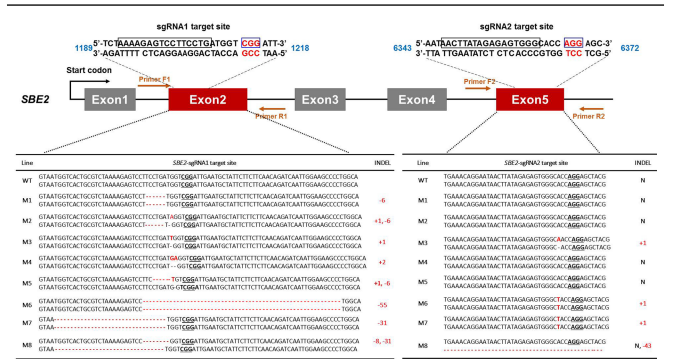 项目文章|PMB: 利用CRISPR/Cas9技术首次实现木薯淀粉品质改良 - 知乎