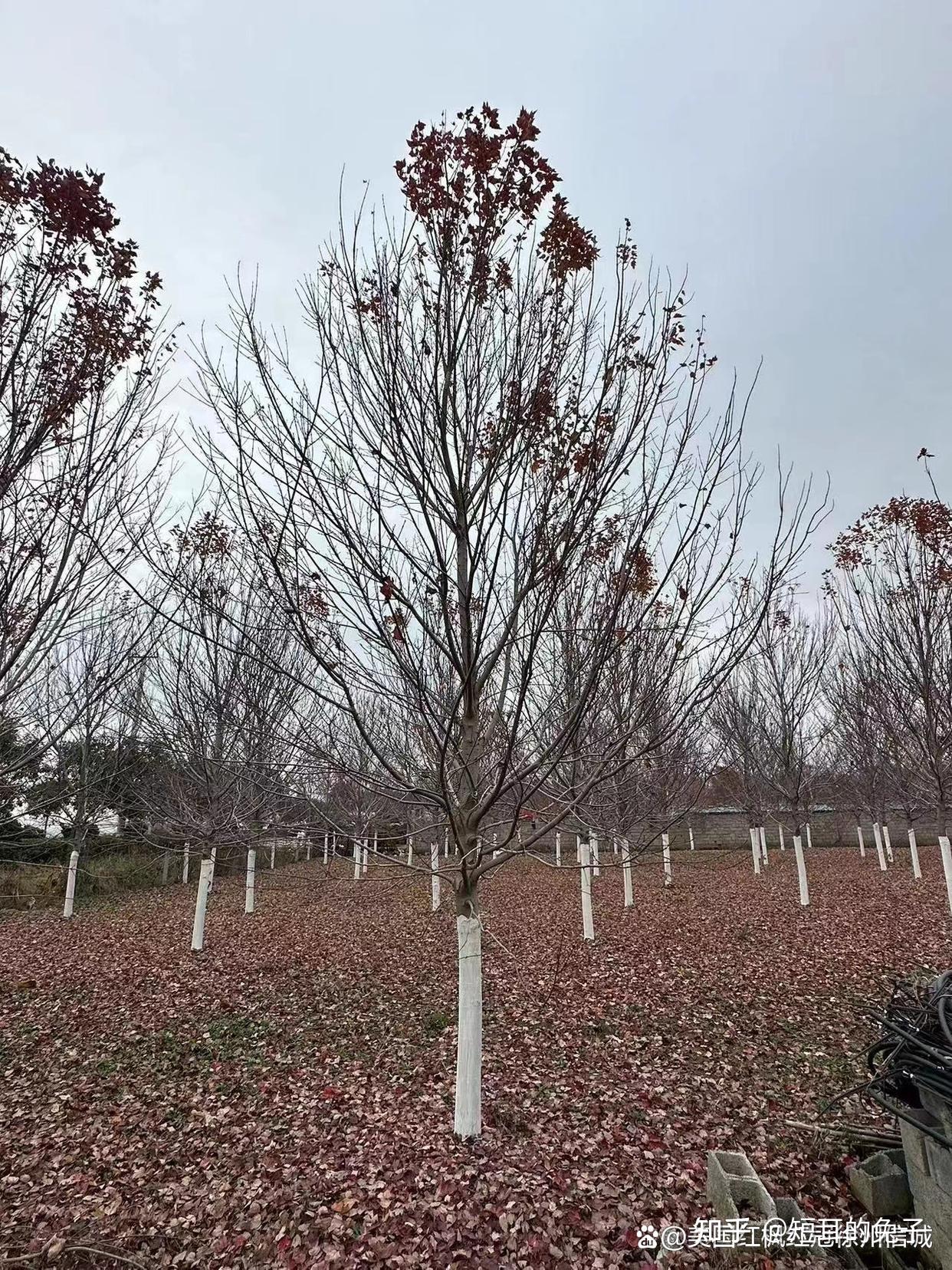 美国红枫价格2023报价表，10/12/14/15/16/18公分新美国红枫报价 - 知乎