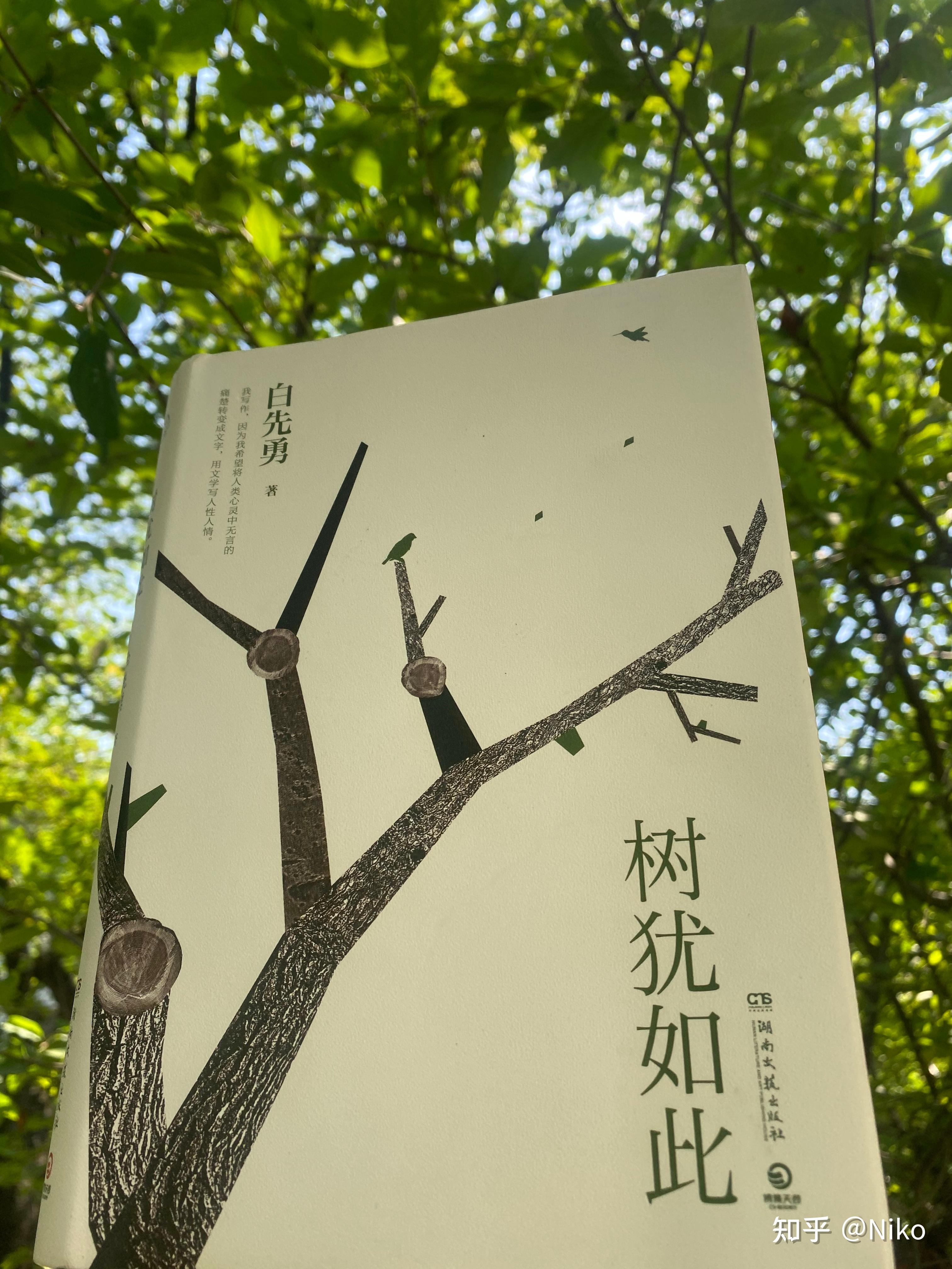 树犹如此 知乎
