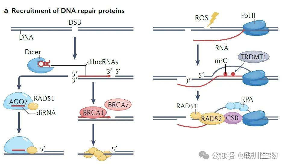 万字综述：R-Loops和RNA-DNA杂合片段的起源、机制及生物学意义 - 知乎