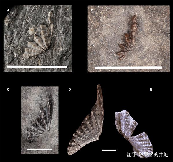 【地球演义】第二百七十九回 锦鳞记8：谁云涸辙困波臣 - 知乎