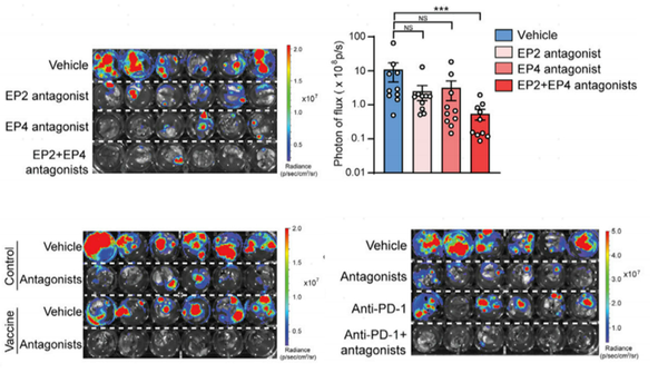 单细胞技术发现肺成纤维细胞促进肿瘤转移前微环境形成的秘密 - 知乎
