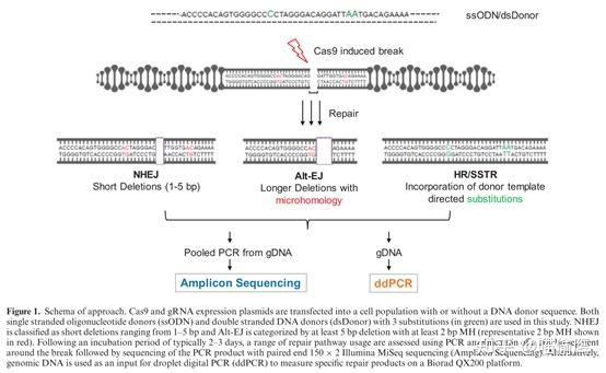 ddPCR：在任何可转染的人类细胞中的内源性位点同时测量非同源末端连接、同源重组和替代末端连接 - 知乎