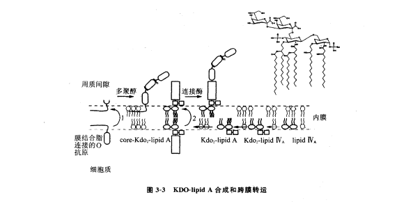 Lipid A的生物合成和遗传学概述-科德角国际生物医学科技（北京）有限公司