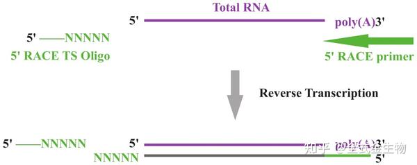 cDNA全长扩增，RACE技术了解一下 - 知乎