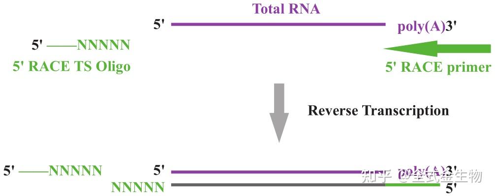 cDNA全长扩增，RACE技术了解一下 - 知乎