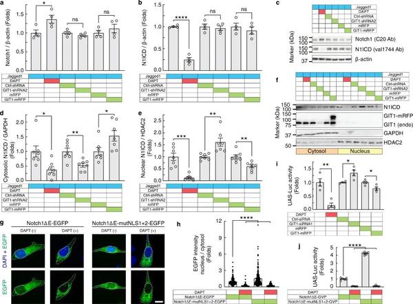 Nat Commun︱卡罗林斯卡医学院发现GIT1抑制乳腺癌生长并可评估患者预后风险 - 知乎