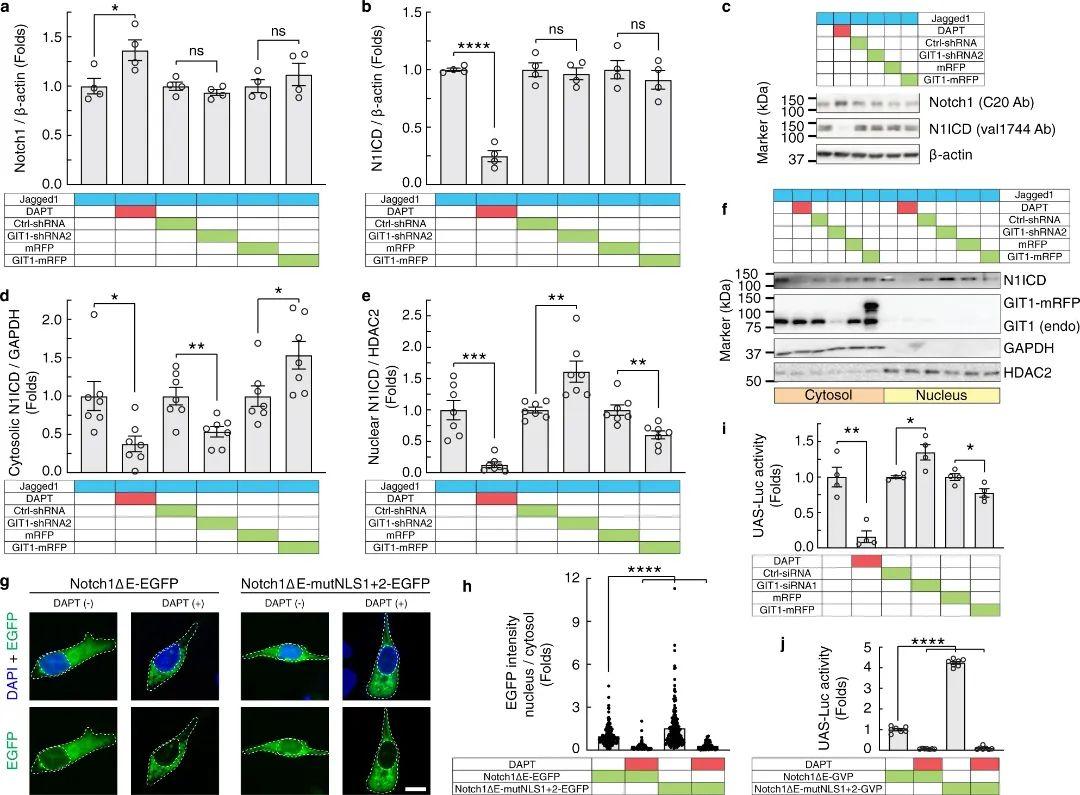 Nat Commun︱卡罗林斯卡医学院发现GIT1抑制乳腺癌生长并可评估患者预后风险 - 知乎