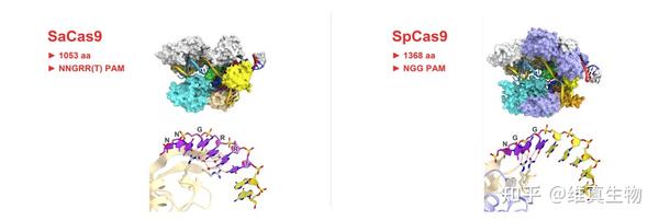 知识分享｜基因编辑CRISPR/Cas9系统介绍 - 知乎