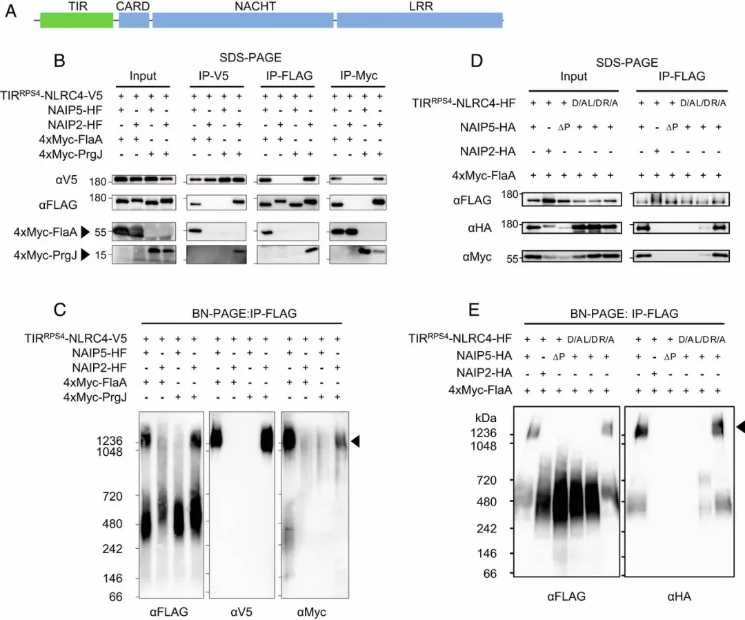 PNAS | 在植物中重构哺乳动物炎症小体，揭示植物TIR-NLR的作用机制 - 知乎
