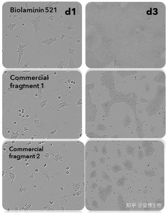 Biolaminin全长人层粘连蛋白：干细胞研究与应用的关键要素 - 知乎