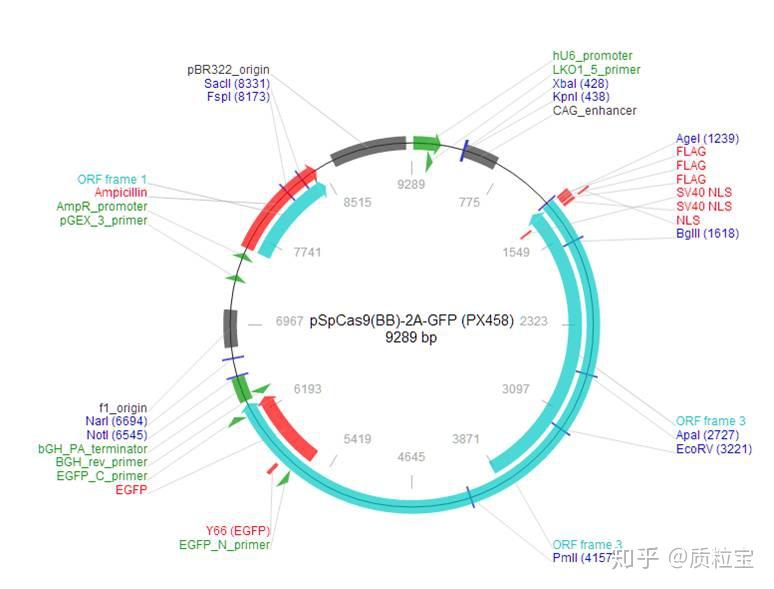 PX458 质粒 CRISPR Cas9系统载体 绿色荧光蛋白pSpCas9(BB) 2A GFP - 知乎