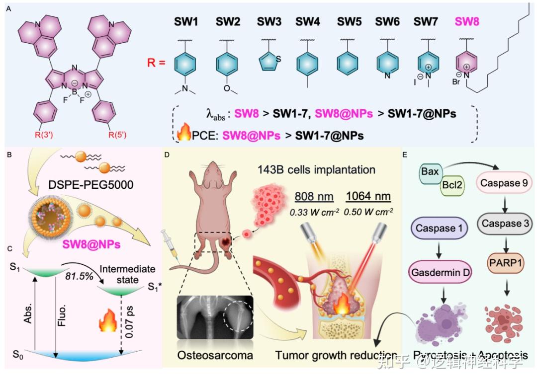 Research︱西北工业大学黄维院士团队成功开发超高效的NIR-II光热剂用于1064 nm激光介导骨肉瘤光热治疗 - 知乎