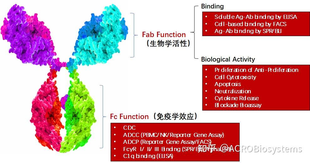 ADCC / ADCP细胞株——Fc工程化改造细胞水平验证工具 - 知乎