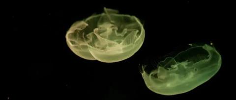 实验笔记丨Native PAGE 的步骤详解和注意事项 - 知乎