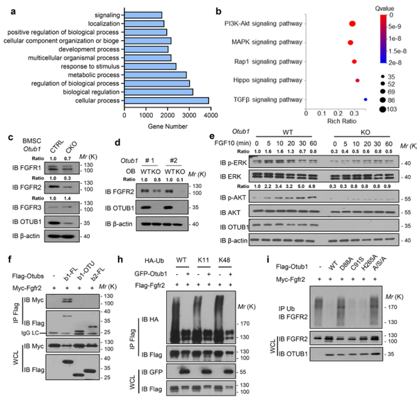 骨质疏松治疗新靶点！去泛素化酶OTUB1通过维持FGFR2稳定性调控骨形成 - 知乎