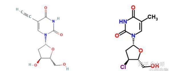 细胞增殖检测法——EdU染色实验（转载） - 知乎