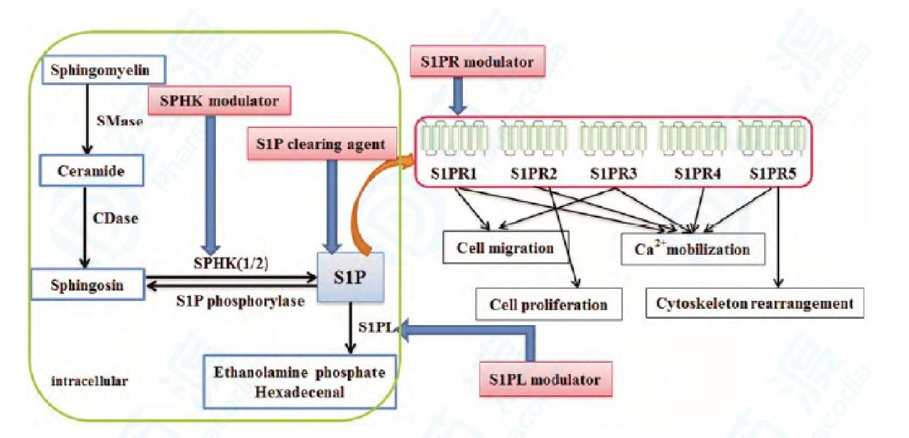 药渡看靶点赛道系列01——S1PR靶点全球及中国竞争格局分析 - 知乎