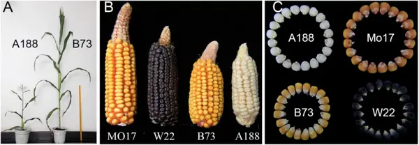 文章解析 | The Crop Journal — 四川农业大学构建玉米自交系A188的高质量参考基因组图谱 - 知乎