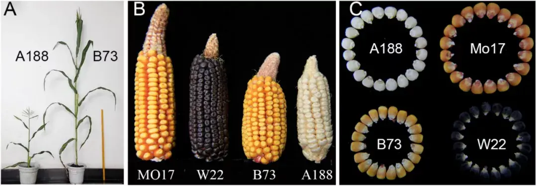 文章解析 | The Crop Journal — 四川农业大学构建玉米自交系A188的高质量参考基因组图谱 - 知乎