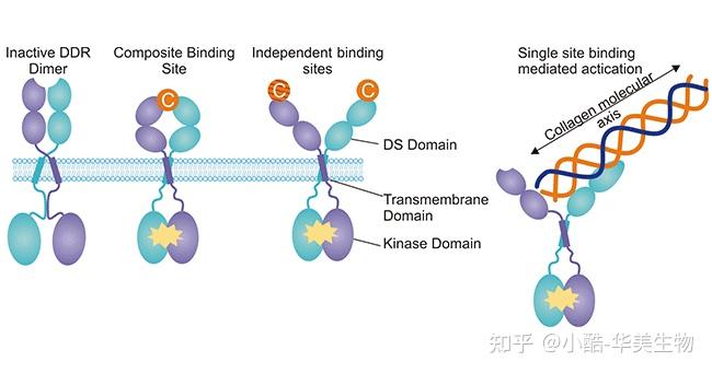 盘状结构域受体DDR1：一种新型RTKs成员，肿瘤治疗潜力靶标！ - 知乎