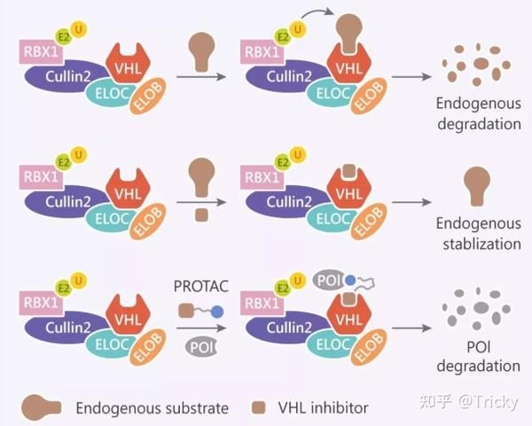 MS177 PROTAC CDK2/9 Degrader-1 XY028-140 靶蛋白水解分享 - 知乎
