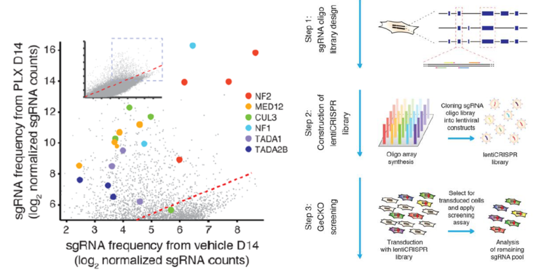 基因传递工具 | 一文了解慢病毒的应用全场景 - 知乎