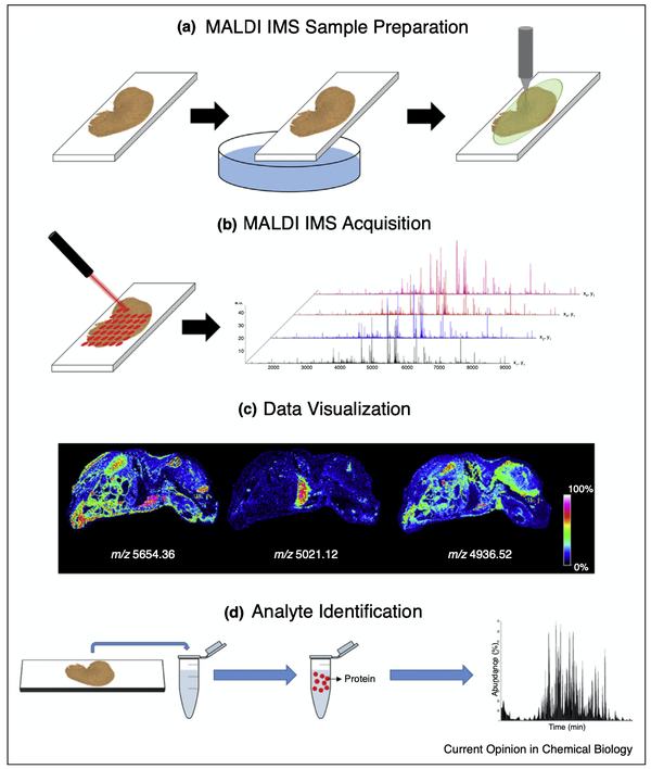 MALDI成像质谱中的蛋白质鉴定策略简介（一） - 知乎