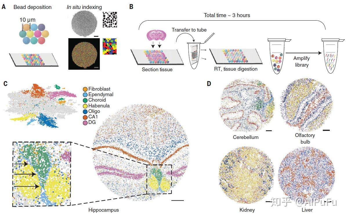 Science重磅 | 新技术Slide-seq能以高空间分辨率测量全基因组的表达情况 - 知乎