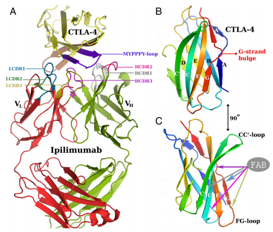 CTLA-4的结构与功能：免疫抑制药物研发的基石 - 知乎