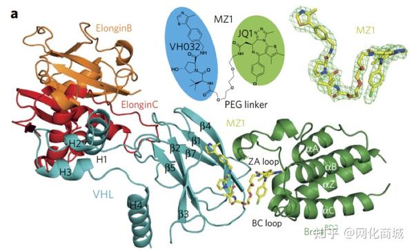 新药研发利器：PROTAC技术（最全解读） - 知乎