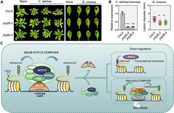 Cell Reports | 中科院研究揭示植物免疫调控的新机制！ - 知乎