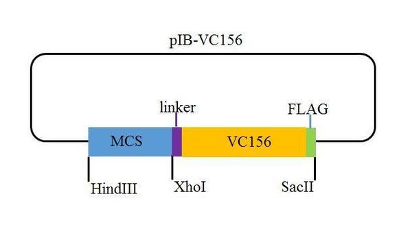 实验技能丨双分子荧光互补-BiFC技术详解 - 知乎
