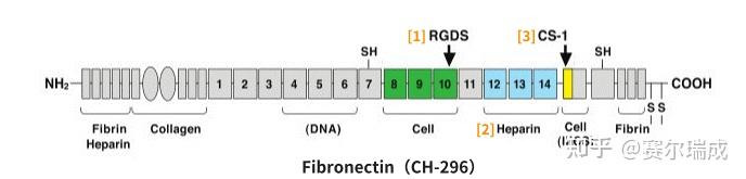 重组人纤维连接蛋白（Fibronectin）介绍 - 知乎