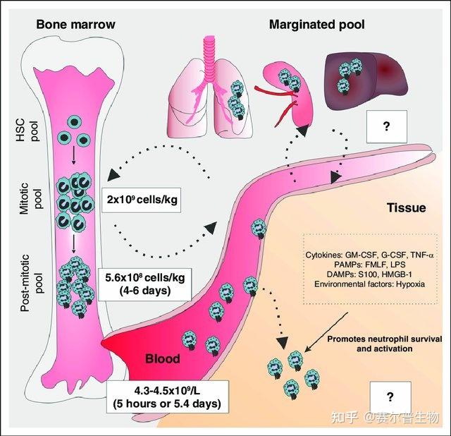 免疫细胞合集 | 中性粒细胞、嗜酸性粒细胞、嗜碱性粒细胞、单核细胞、淋巴细胞 - 知乎