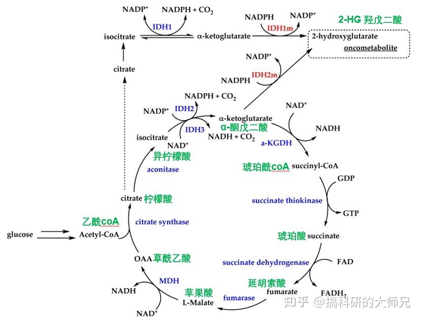 研究生如何进行文献精读？主刊science教你大热的代谢免疫研究思路—肿瘤细胞分泌促癌代谢物d 2hg抑制cd8 T细胞糖酵解 知乎