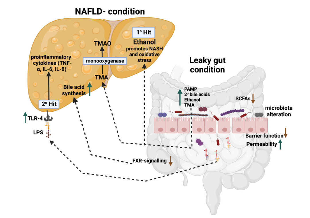 文献分享丨肠道菌群与肝脏疾病 - 知乎