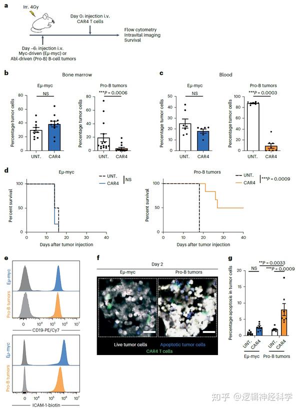 Nat Cancer︱法国巴黎大学科研团队发现肿瘤对IFN-γ的敏感性决定CD4+CAR-T细胞治疗的有效性 - 知乎