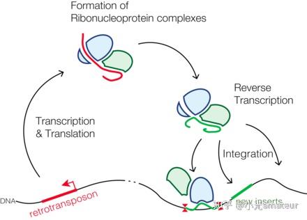 到底什么是Fanzor蛋白（真核生物基因编辑系统）？ - 知乎