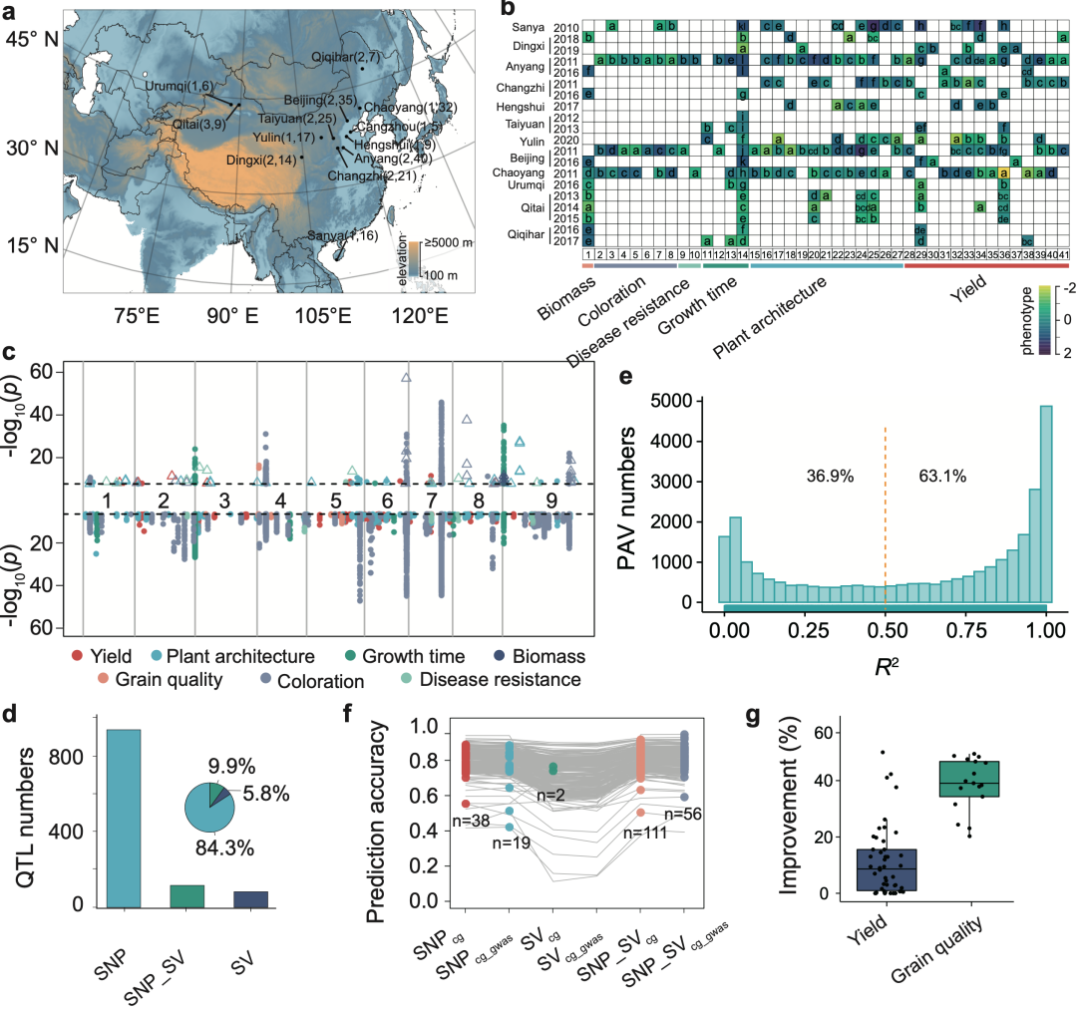 专家点评 Nature Genetics | 刁现民团队解析谷子高质量图基因组，开启大规模种质资源发掘利用新篇章 - 知乎