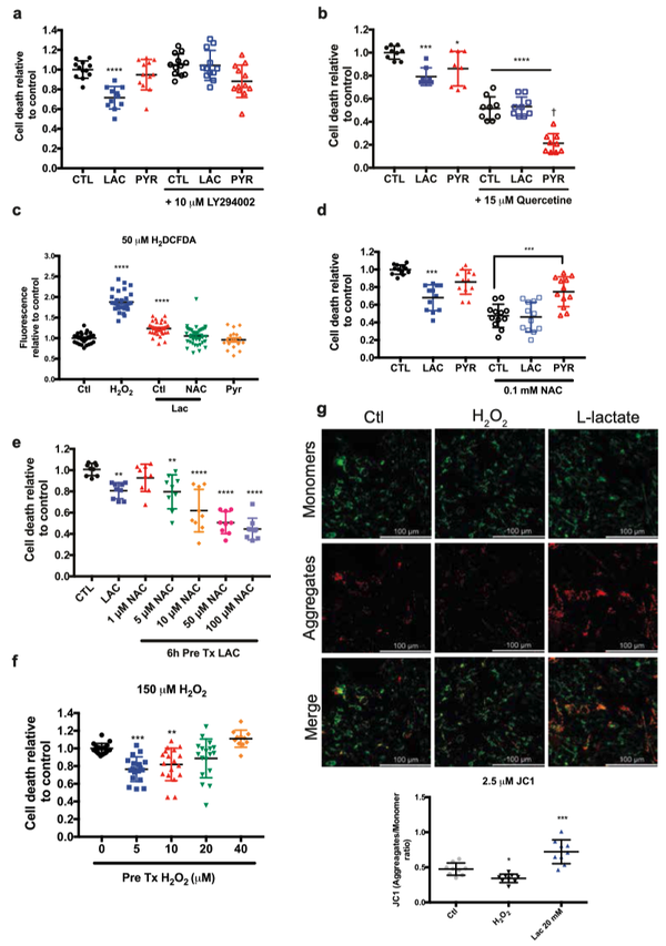 CDD丨乳酸和丙酮酸通过激素 ROS 信号促进氧化应激抵抗 - 知乎