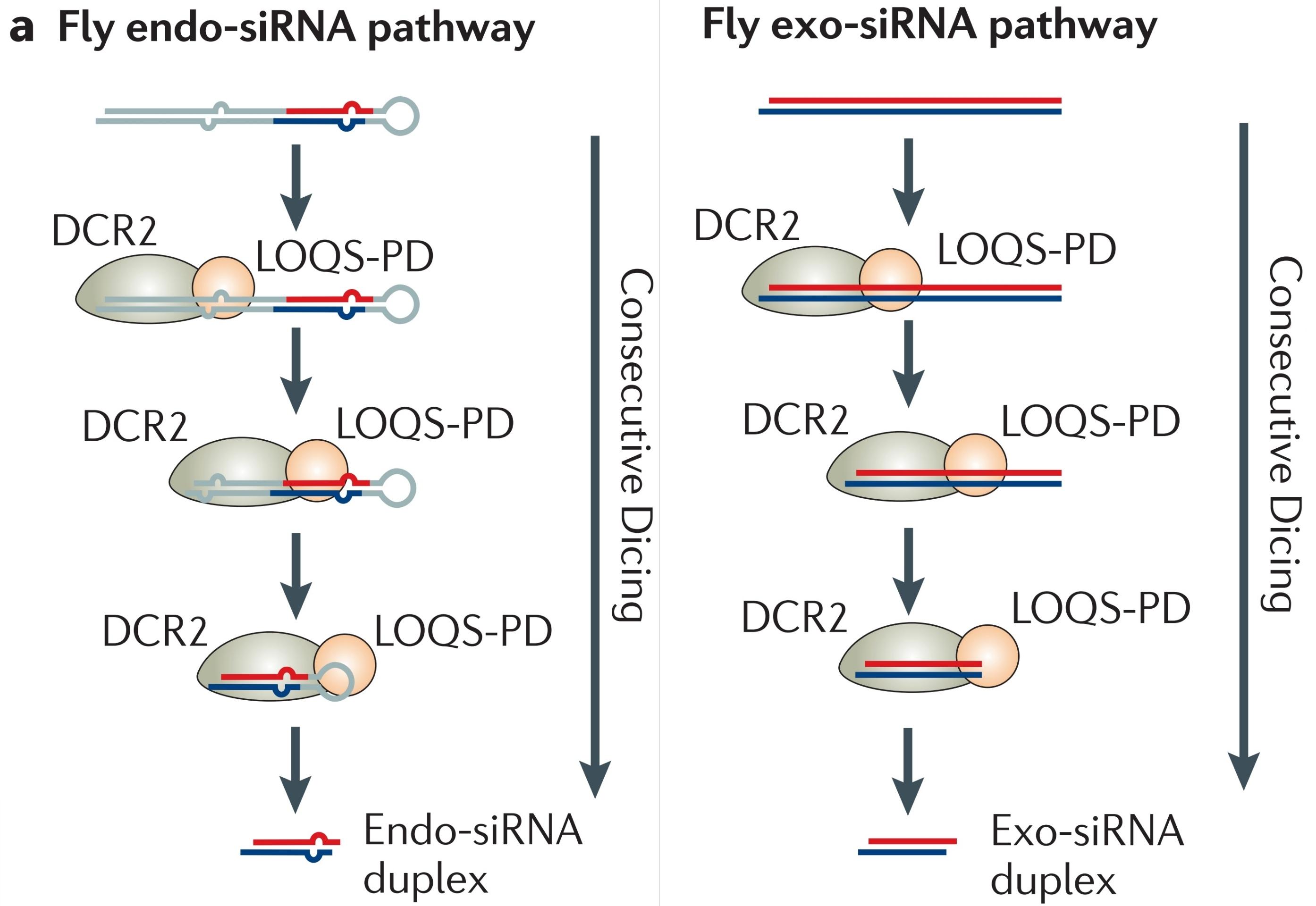 RNA干扰（一）——mi-！si-！pi-！ - 知乎