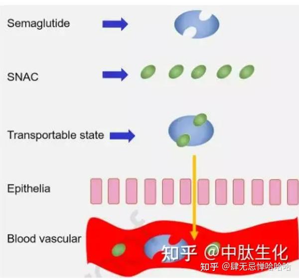 如何实现多肽类药物的口服递送 - 知乎
