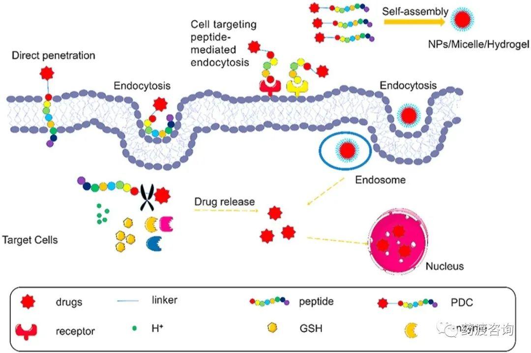 PDC：新一代癌症靶向药赛道前景广阔 - 知乎