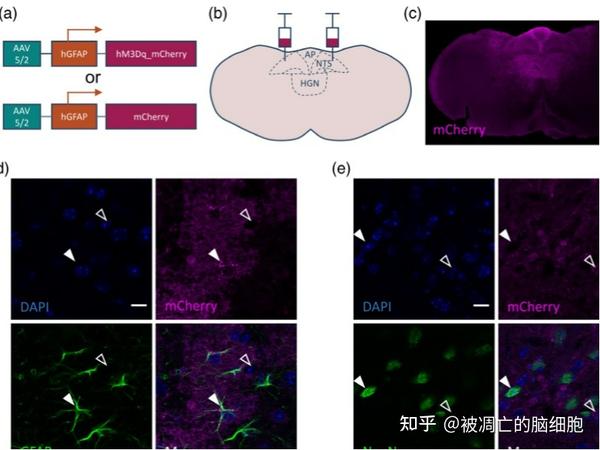 神经领域AAV组织特异性启动子7剑客简介 - 知乎