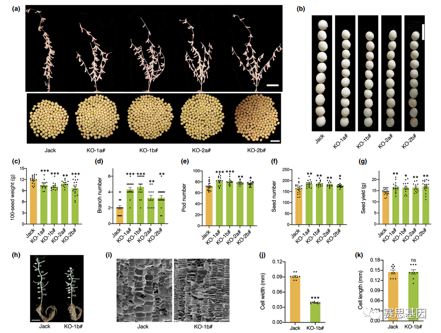 【New Phytol】赤霉素3β-羟化酶的下调增强了大豆的光合作用并提高了种子产量 - 知乎
