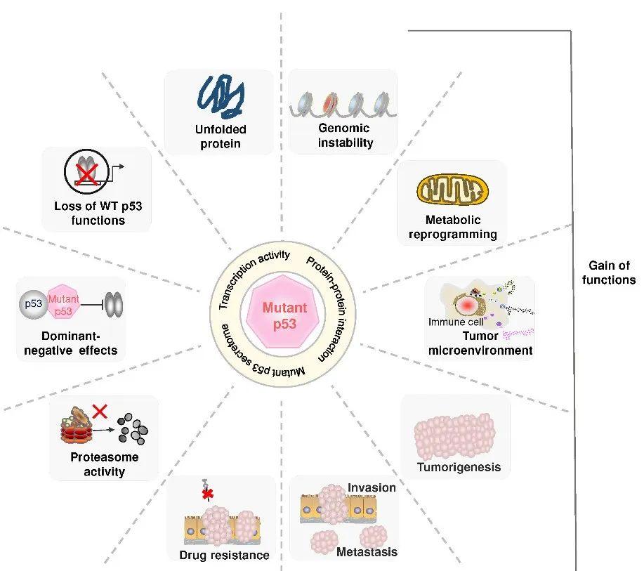 STTT 综述︱中南大学湘雅医院陈永恒/危蝴蝶团队评述抑癌基因TP53的新进展 - 知乎