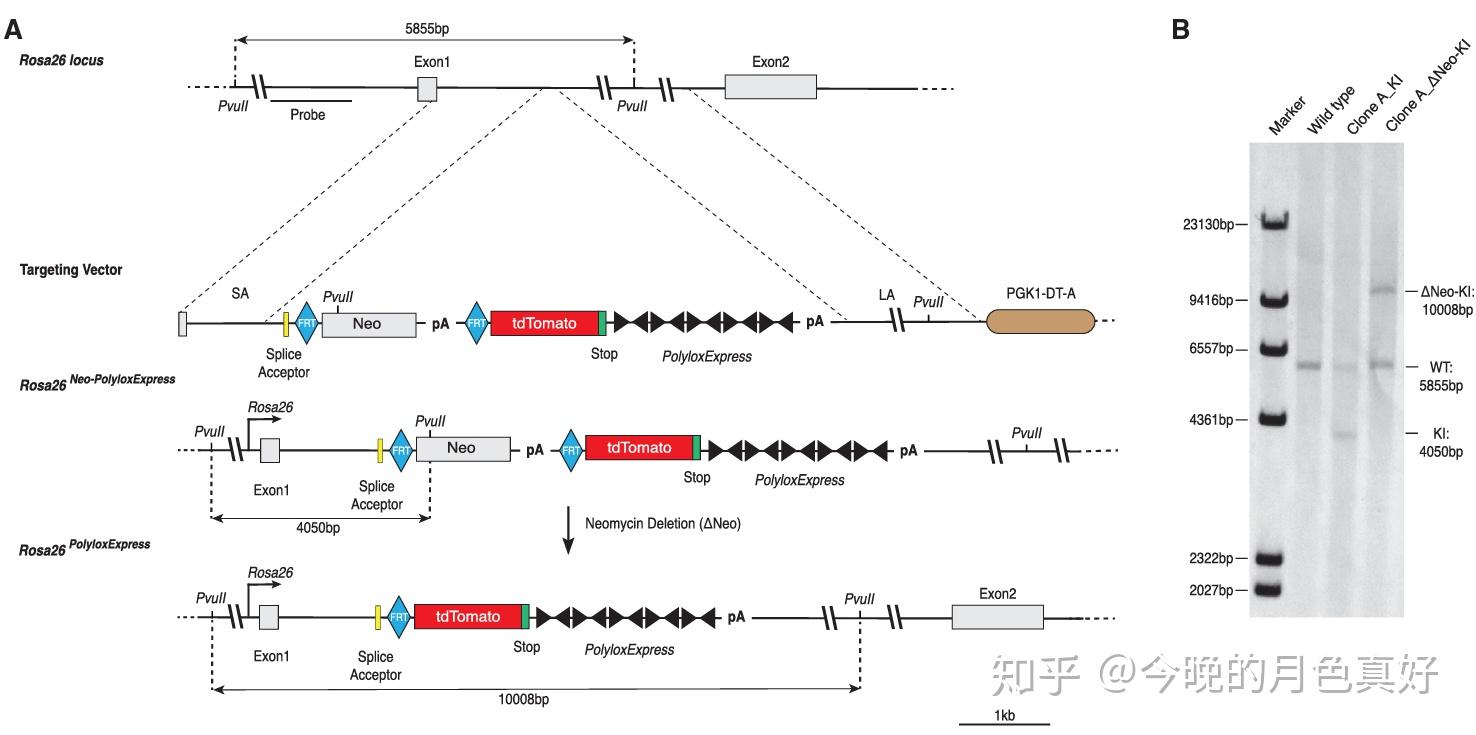 每天一篇单细胞55-PolyloxExpress Barcoding---谱系示踪加单细胞转录组 - 知乎