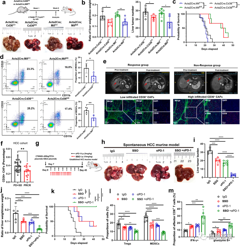 Cell Discov ｜ CD36+癌细胞抑制巨噬细胞迁移为肝癌提供免疫抑制微环境 - 知乎