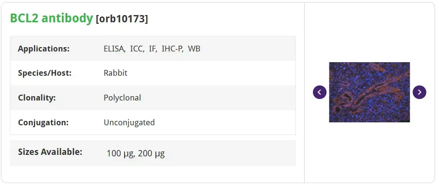 【Biorbyt科研专题】BCL-2 蛋白家族 - 知乎